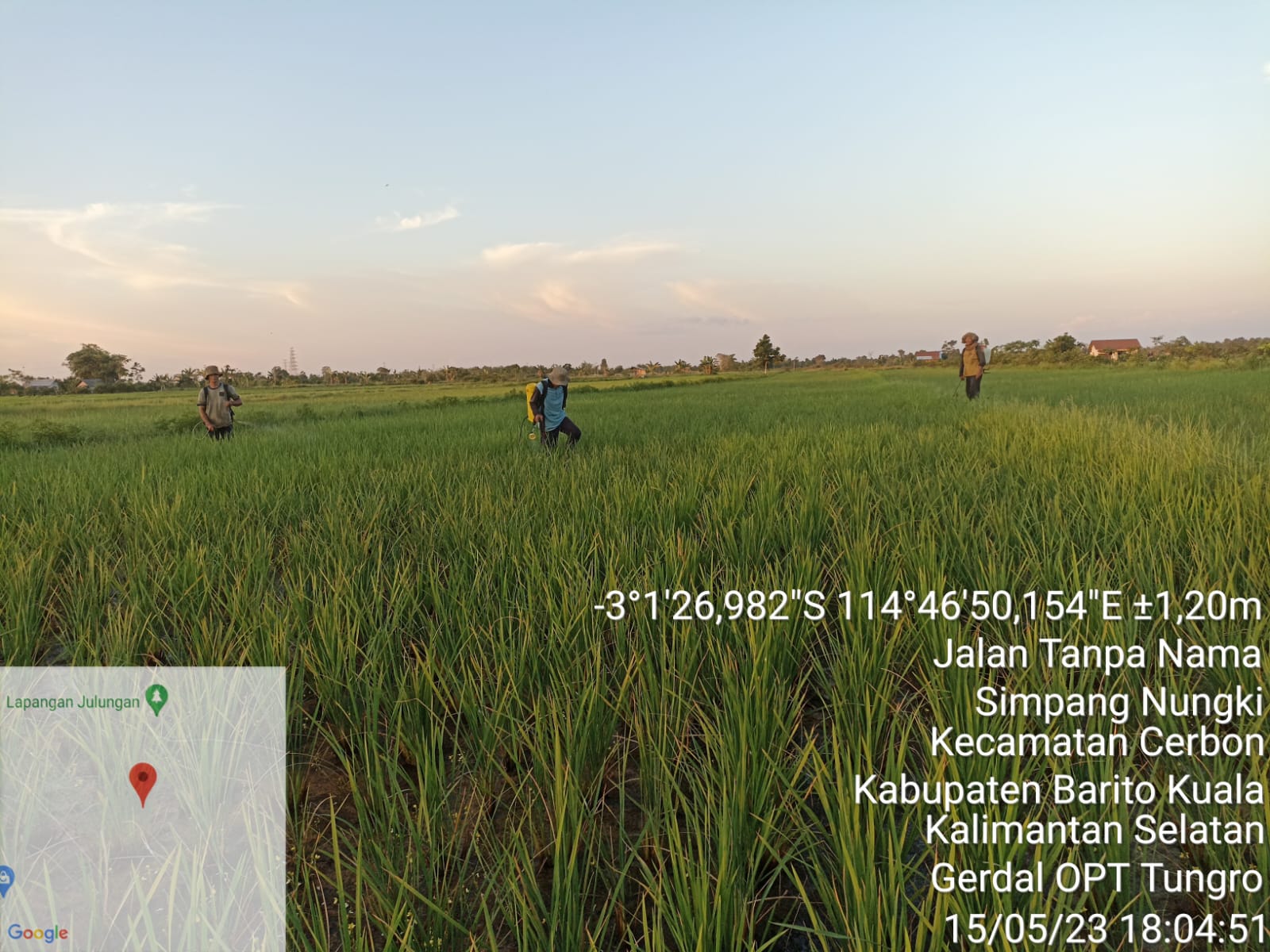 Demplot Pupuk Hayati (DakarZ) di Kecamatan Cerbon | SIP Batola