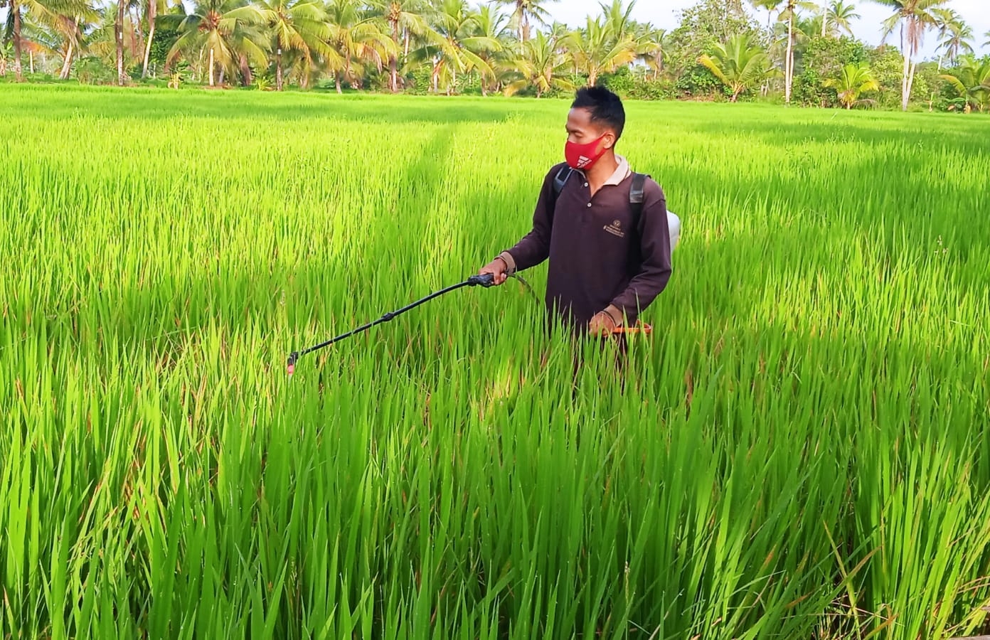 Demplot Pupuk Hayati (DakarZ) di Kecamatan Tamban | SIP Batola