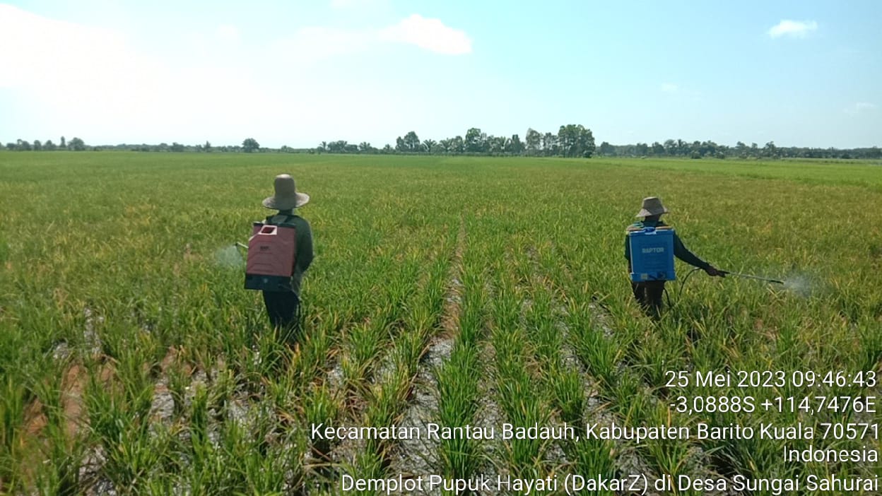 Demplot Pupuk Hayati (DakarZ) di Desa Sungai Sahurai (Rantau Badauh ...