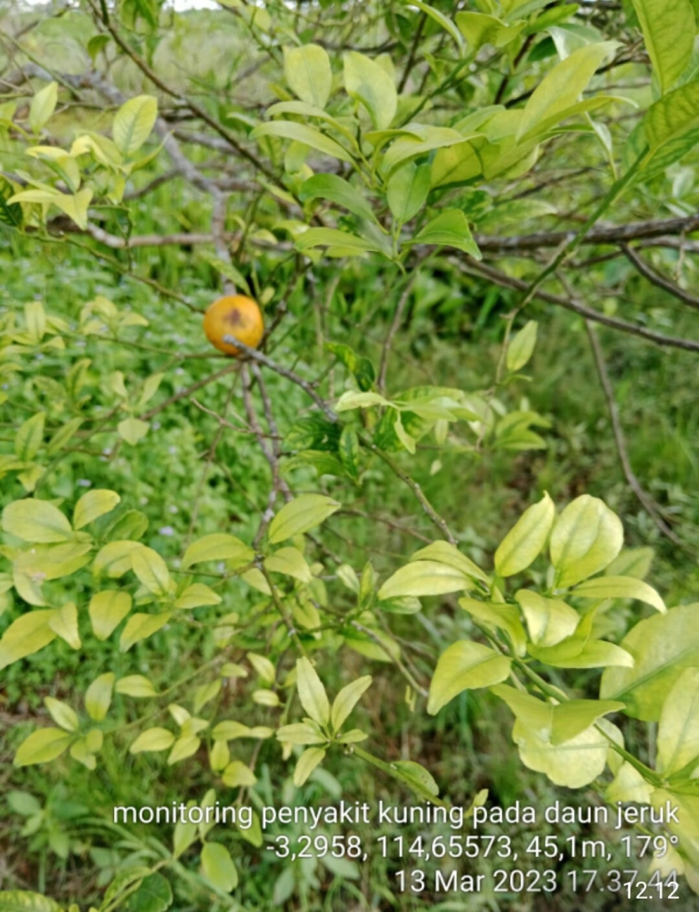 Peringatan Dini !!! Penyakit Tristeza Jeruk (CTP) | SIP Batola