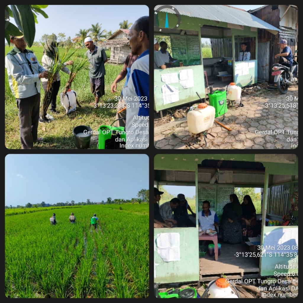 Demplot Pupuk Hayati (DakarZ) di Desa Beringin (Alalak) | POPT Batola